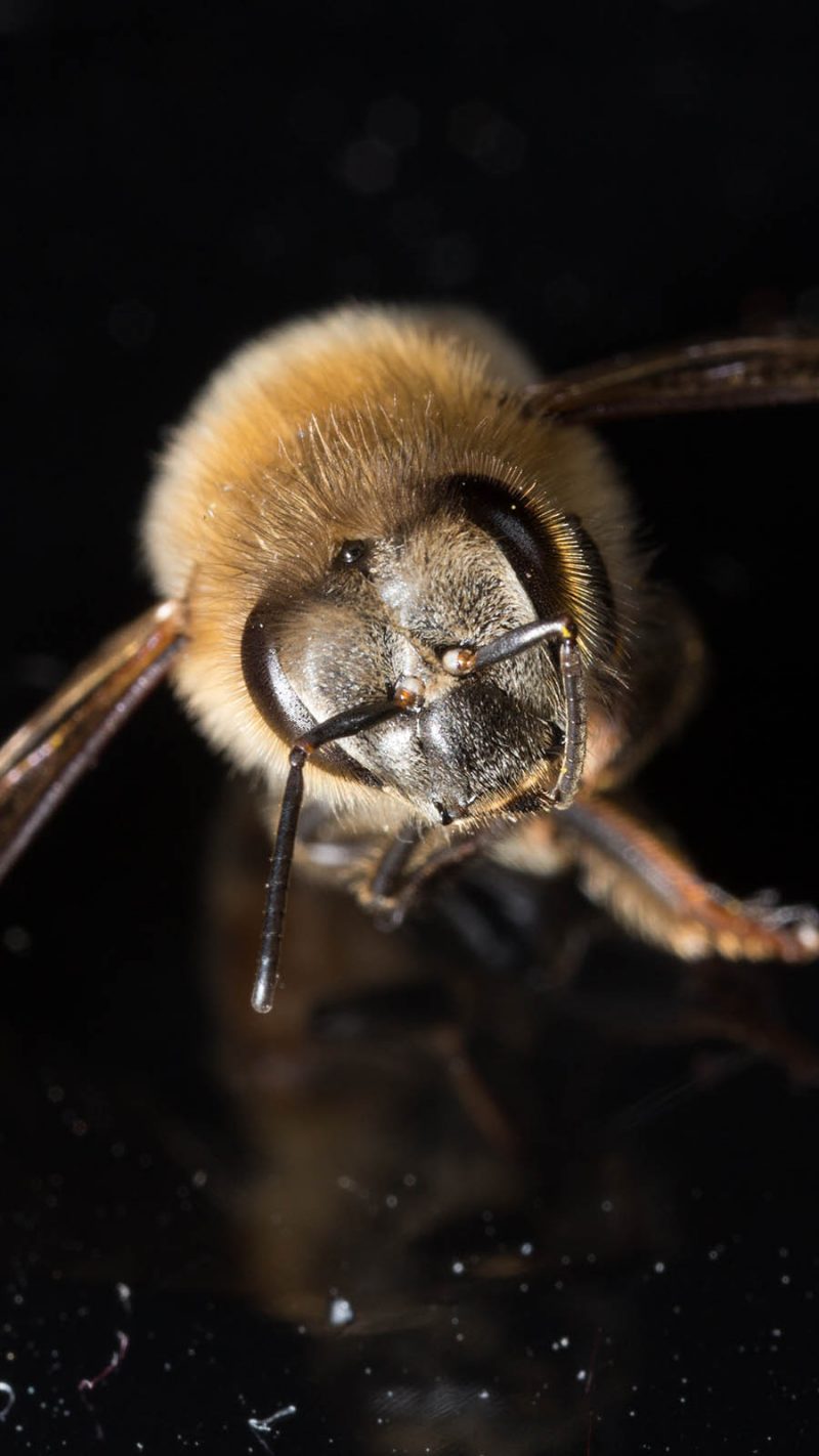 Why We Need Bees in our World – Save Our Bees Australia