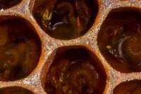 Honey Bee Brood Cells a Close Look – Save Our Bees Australia